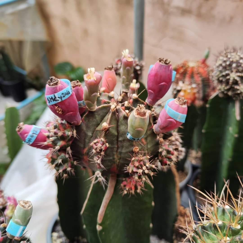 GYMNOCALYCIUM ID SEAHAWK CACTUS (OFFSETS WITH SHORT ROOTS) | Shopee ...