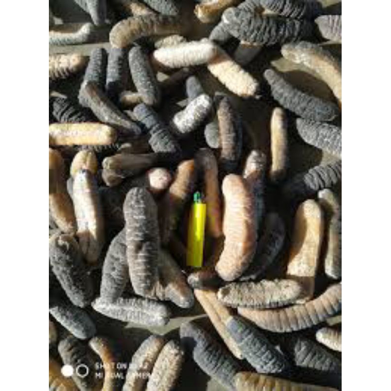 tiger sea cucumber(balat putih) | Shopee Malaysia