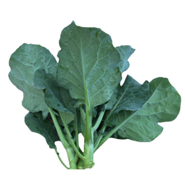 [RG017] Biji Benih Kailan Jepun / Japanese Kale Misuka Seeds | Shopee ...