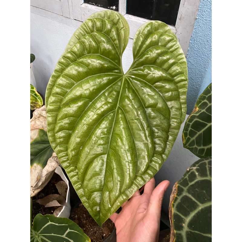 anthurium ori pelbagai jenis RARE🔥🔥🔥 (dark form) | Shopee Malaysia
