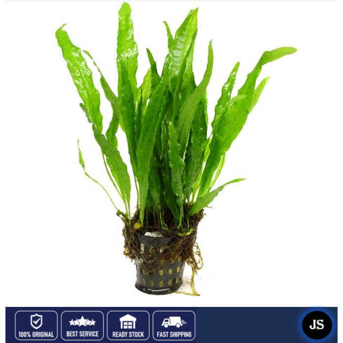 🔥Buy 3 Free 1🔥Anubias, Windelov & Java Fern Aquatic Live Plant (Anubias ...