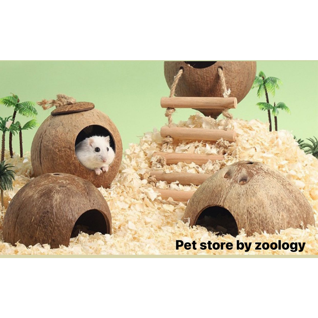 Coconut hide for (sugar glider) (bird) coconut coconut with stairs ...