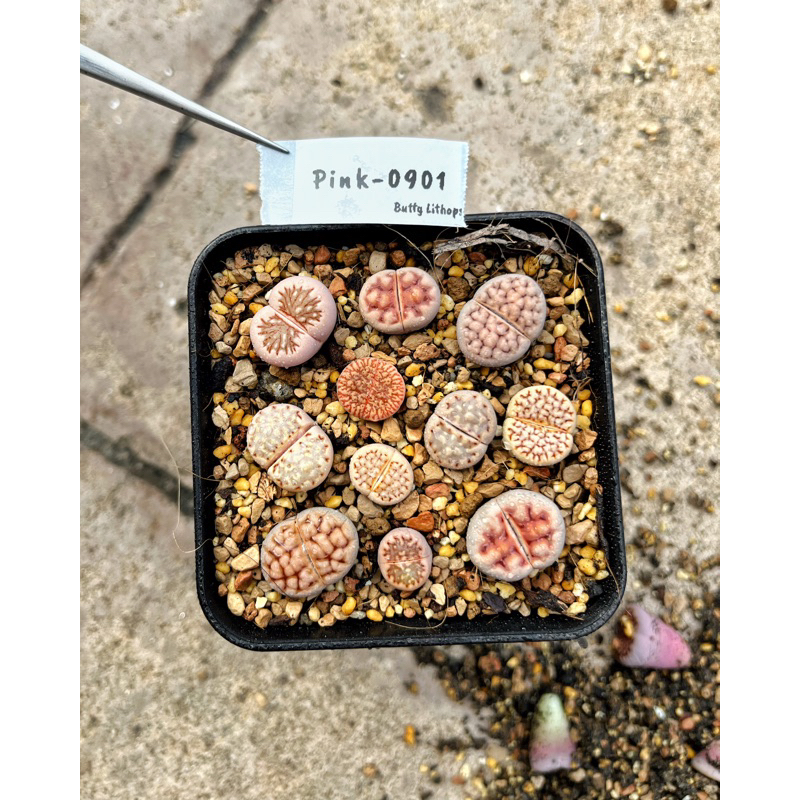🌸 Pink Lithops Set 🌸 | Shopee Malaysia