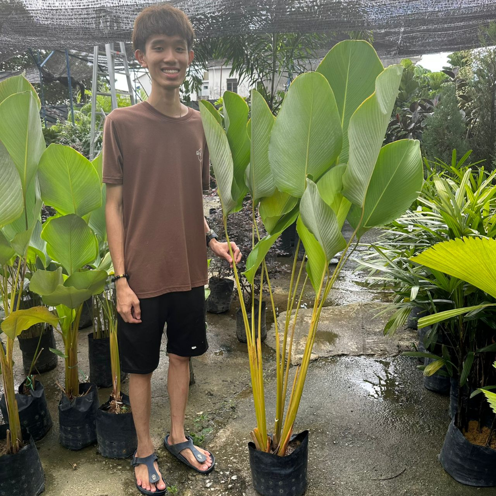 GPS Green Plant Society Live Tree Calathea Lutea Indoor Outdoor Plant 5 ...