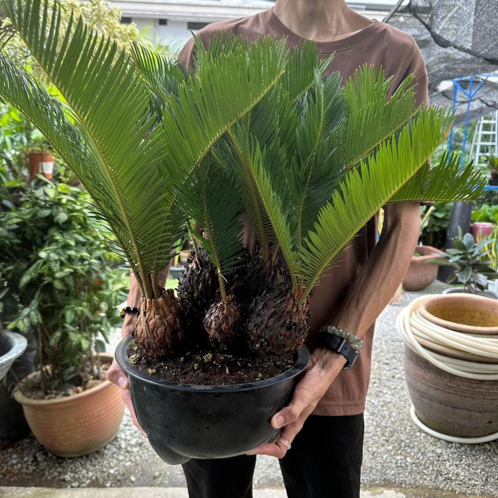 GPS Green Plant Society live plant Multihead Cycas Bonsai 多头苏铁树 ...