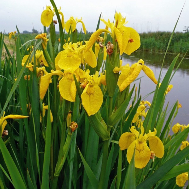 Pokok Iris Kuning yellow flag irish | Shopee Malaysia