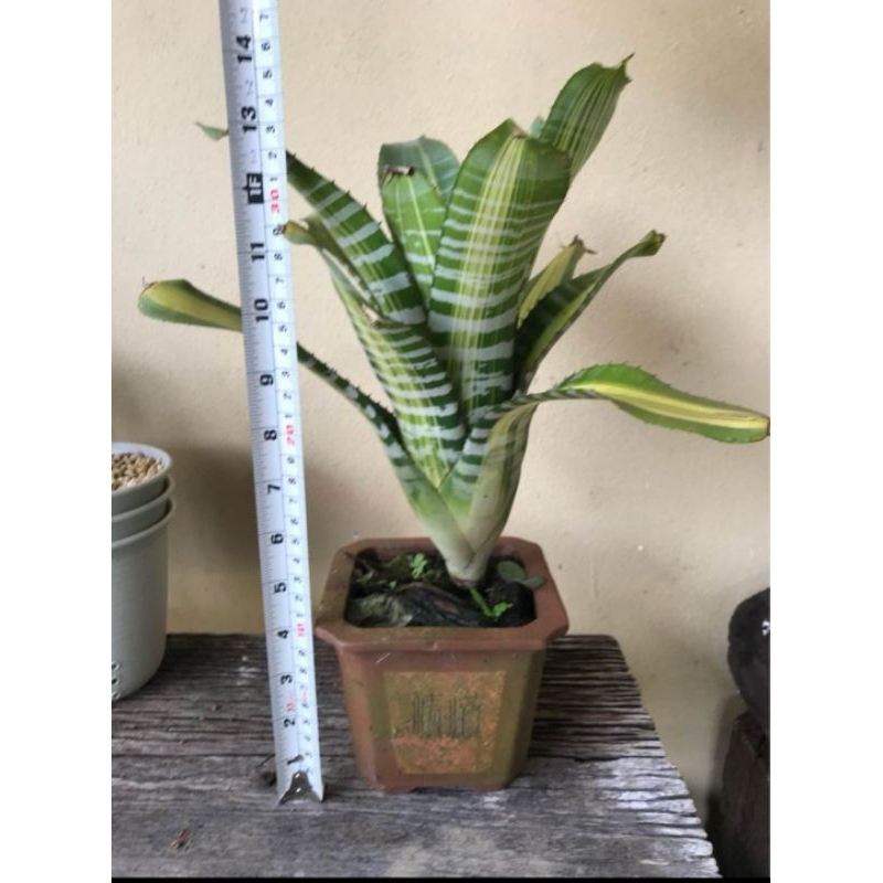 Bromeliad Live Plants Samurai 积水风梨 | Shopee Malaysia