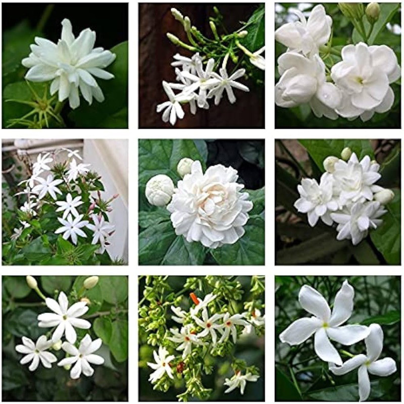 5 keratan pokok bunga jasmine / melur untuk ditanam ( 5 cutting mix ...