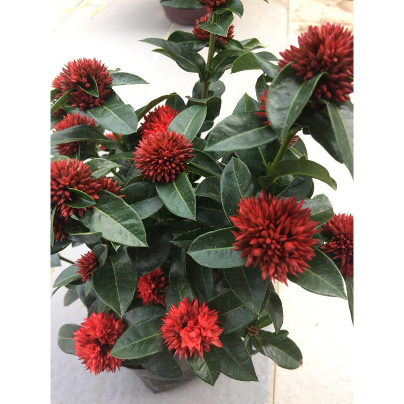 Pokok Ixora Red Mini Ball | Shopee Malaysia