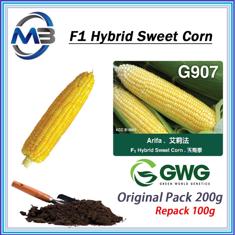 GWG G907 🌱 BENIH JAGUNG MANIS/GRED A-F1 HYBRID SUGAR RICH 200G BIJI SWEET CORN SEED(G907 ...