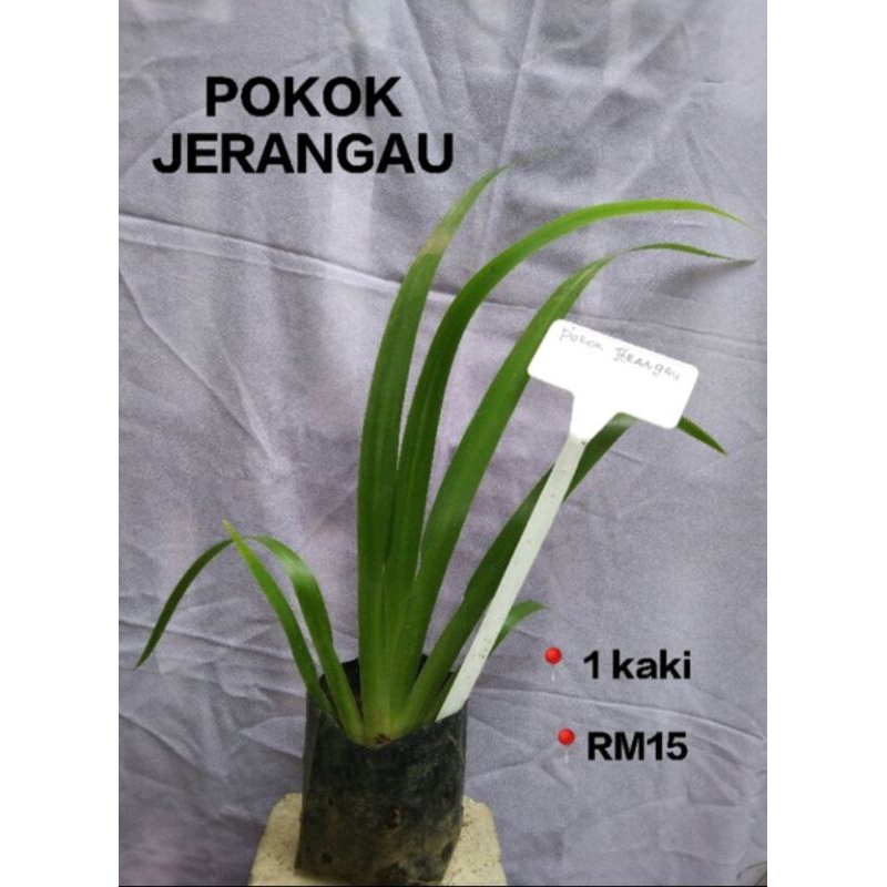 Pokok Jerangau Merah | Shopee Malaysia