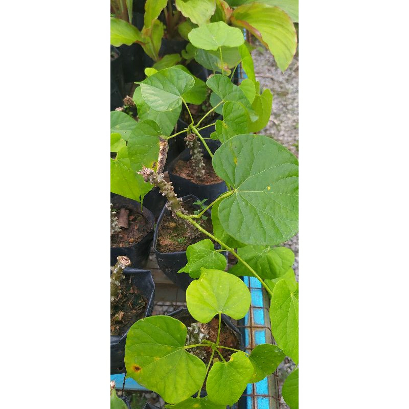 [KS] Anak pokok akar seruntun untuk putus susu dan perubatan tradsinal ...