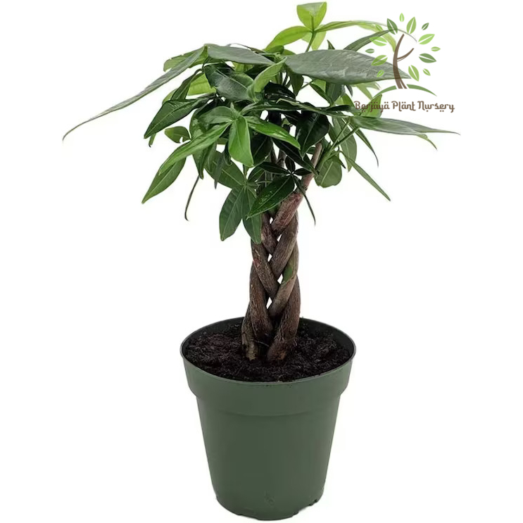 Berjaya Plant Nursery - Money Tree/Pachira Aquatica(Pokok Bunga Hidup ...