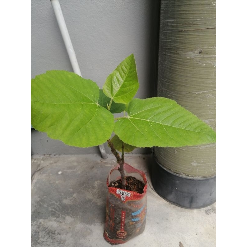 Pokok Tin Iraqi / anak pokok tin iraqi / 无花果苗 / pokok fig plant ...