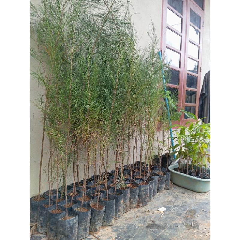 Pokok Rhu Pantai Casuarina spp | Shopee Malaysia