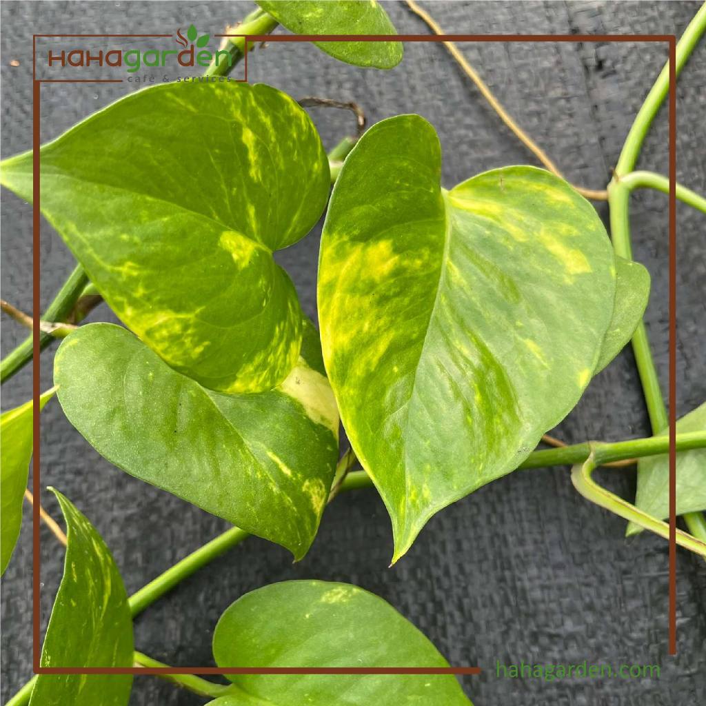 3 Keratan Batang Golden Pothos/ Money Plant/ Pokok Duit/ Devil's Vine ...