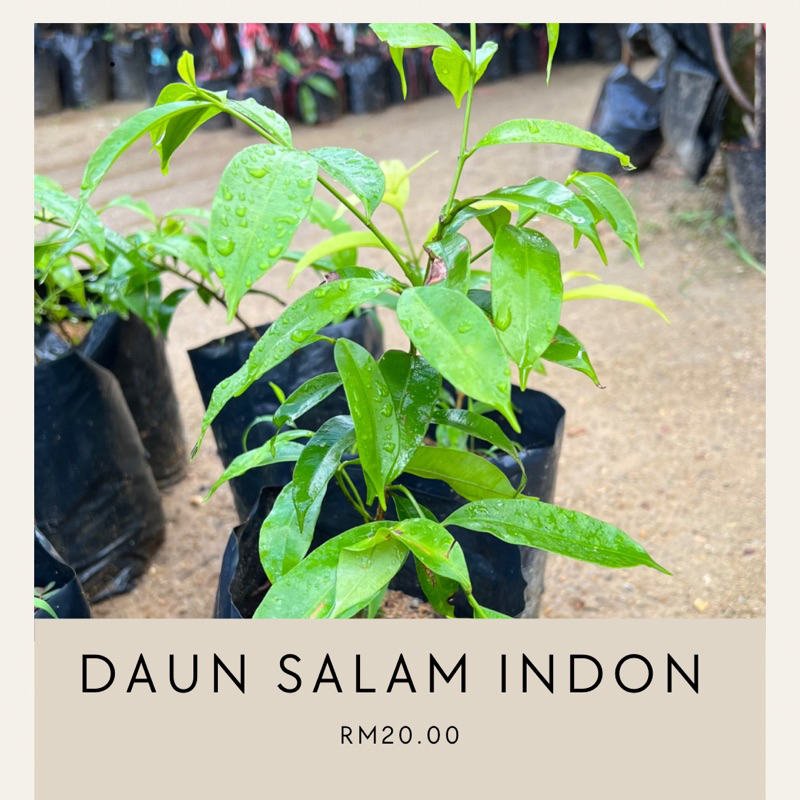 pokok daun salam Indonesia samak pedas atau samak serai | Shopee Malaysia