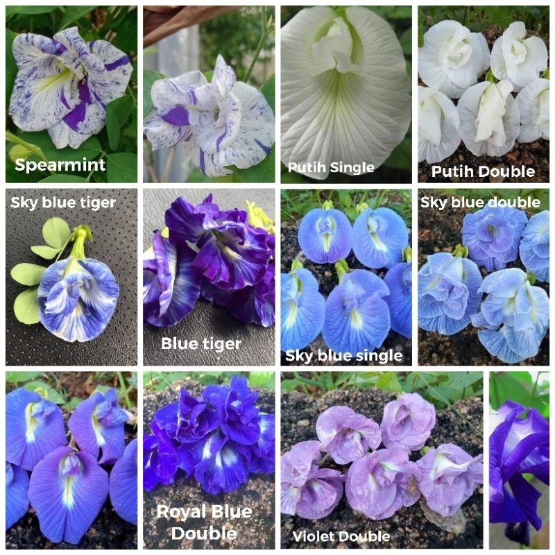 Biji Benih Seed Clitoria Telang Mix Violet Purple Biru Tua Sky blue ...