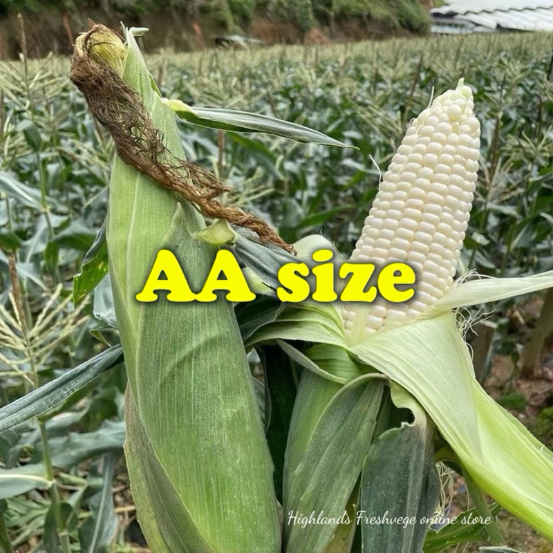5pcs/set 【AA Grade】, 💯ori Cameron Highlands fresh sweet milk corn🌽🌽 ...