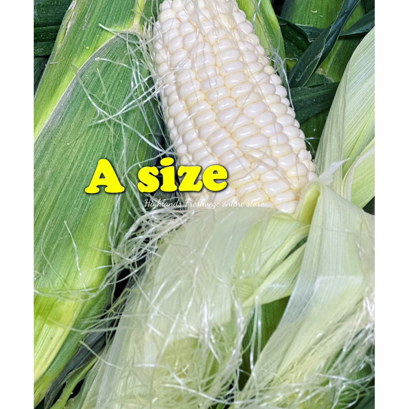 5tongkol /set【 A grade】, 💯 🌽Cameron sweet milk corn ( jagung susu manis ...