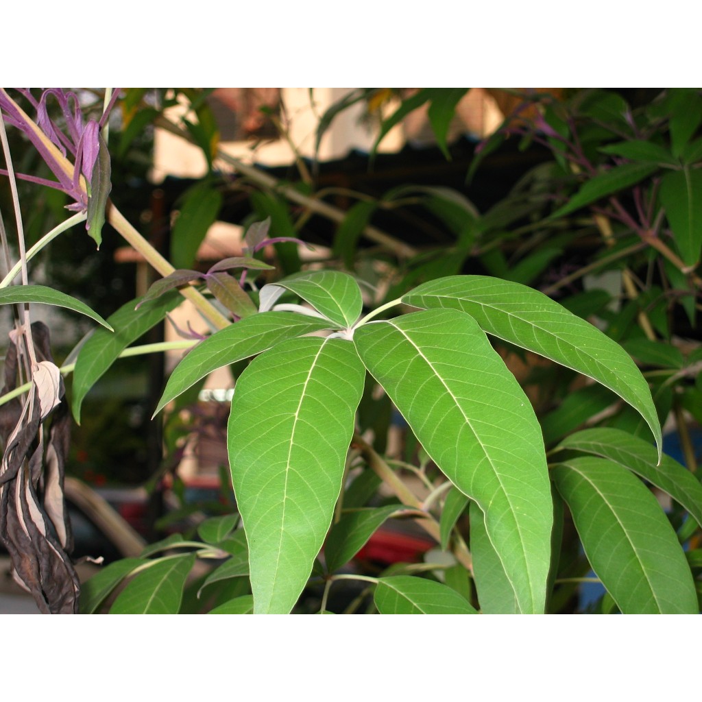 ANOR - Daun Lemuni Hitam 100g / Vitex trifolia fresh leaves | Shopee ...