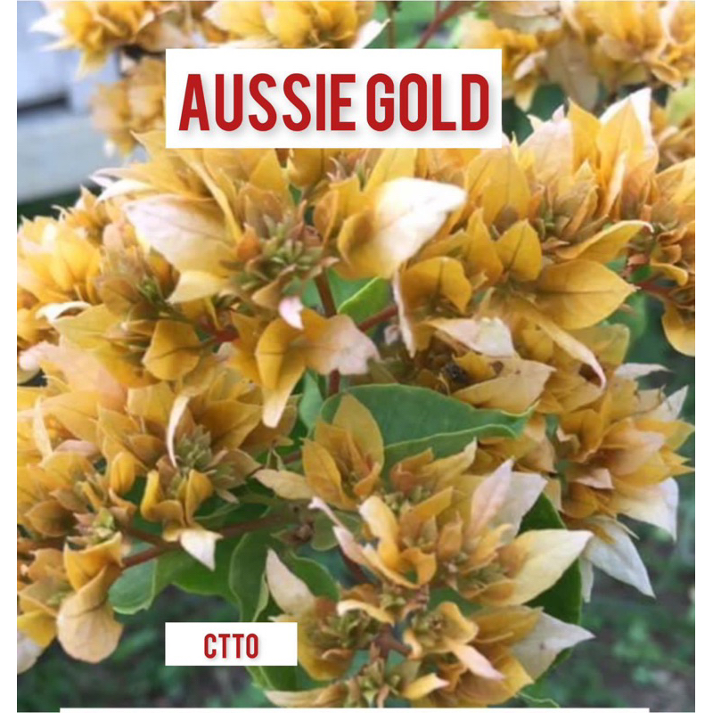 Bunga kertas sanggul fatima Aussie red bougainvillea mahara # ...