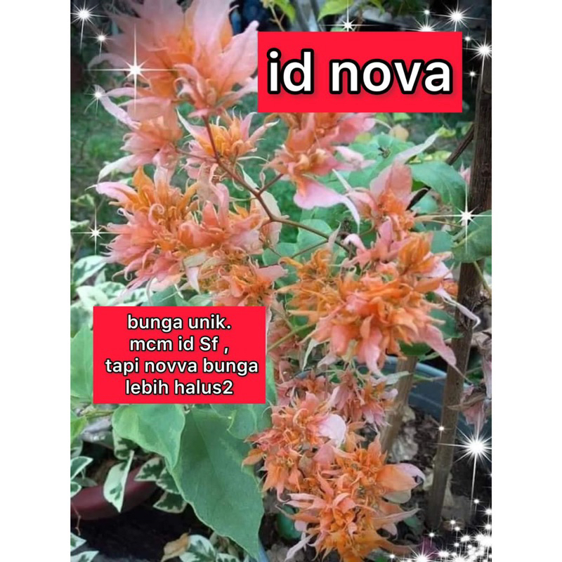 Bunga kertas sanggul fatima Aussie red bougainvillea mahara # ...