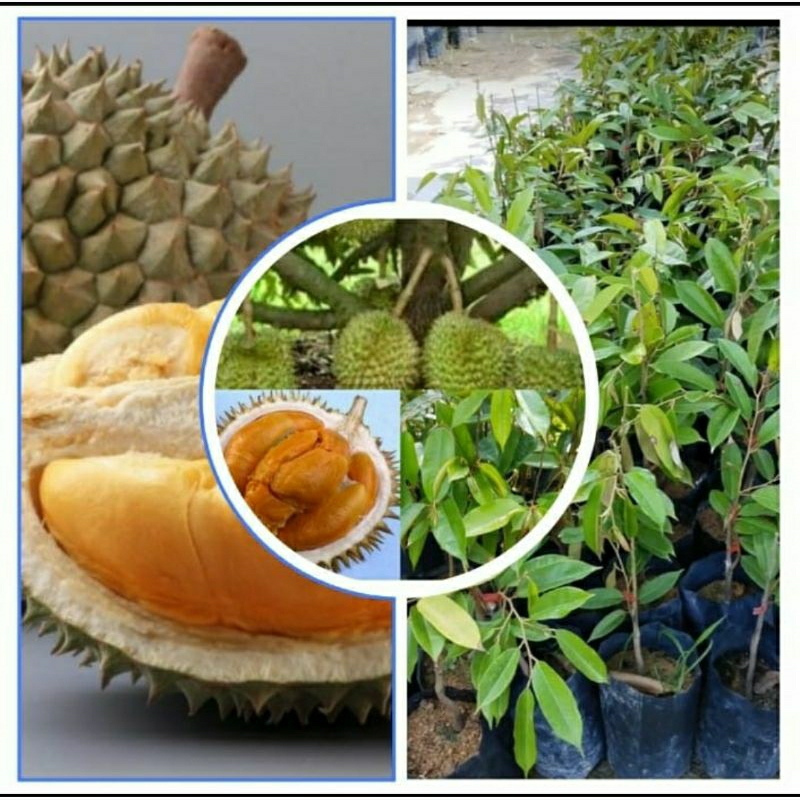 Anak Pokok Durian D200 / Black Thom / Duri hitam /Ochee | Shopee Malaysia
