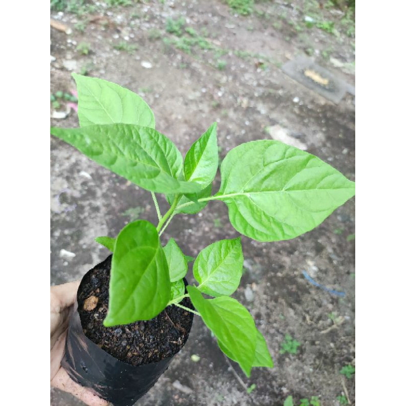 anak pokok cili api kampung, saiz kecil dalam polybag | Shopee Malaysia