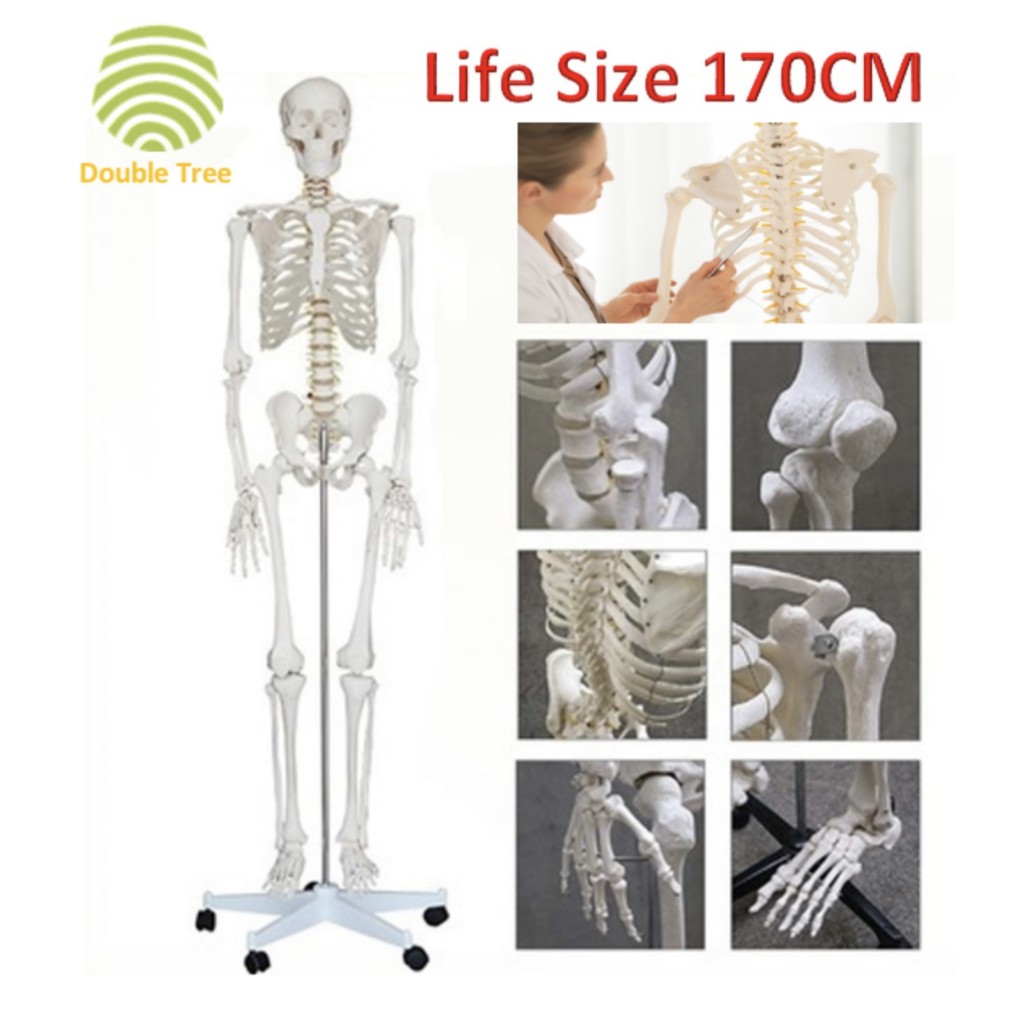 *ship from m'sia* 1: 1 life size anatomical human skeleton model 170cm ...