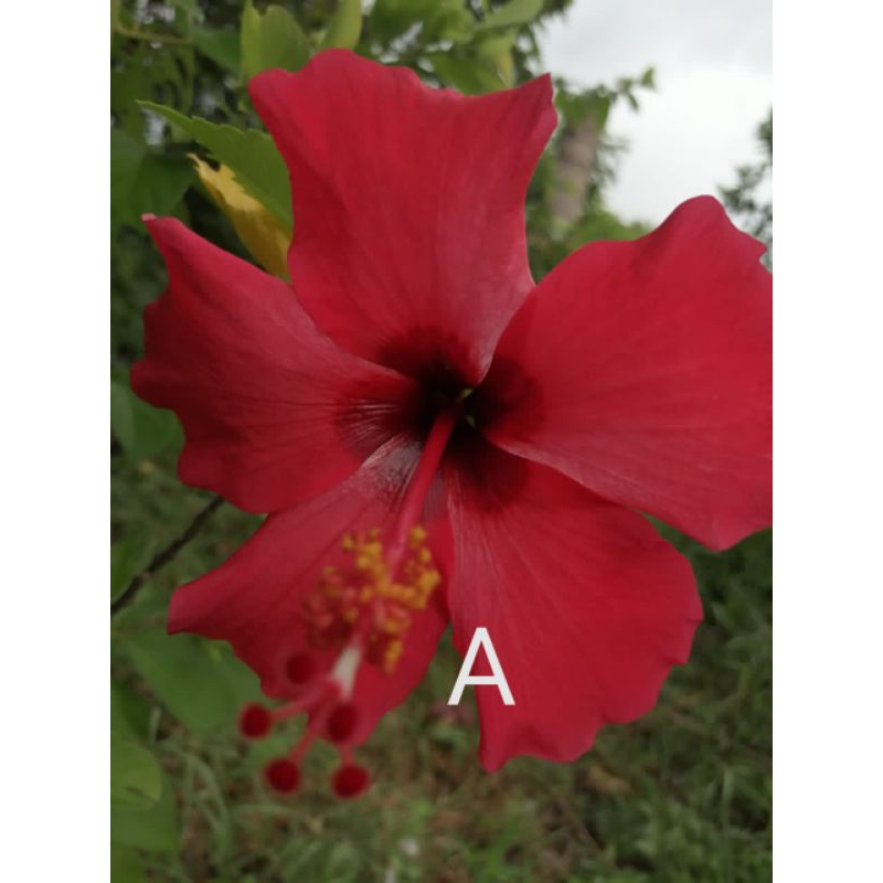 BUNGA RAYA/HIBISCUS ANAK POKOK DALAM PASU. | Shopee Malaysia