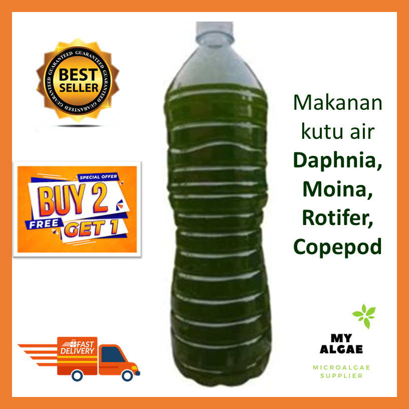 Air hijau/ green water aquarium (BUY 2 FREE 1, Chlorella, untuk Daphnia ...