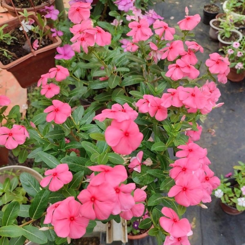 Vinca Merah Baldu (11) tegak 10pcs | Shopee Malaysia