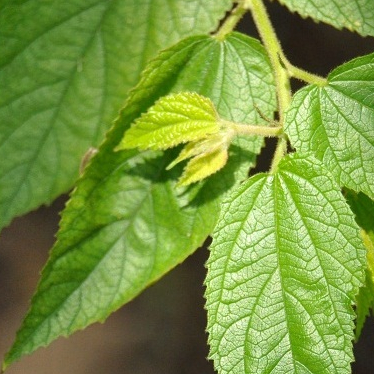 daun ceri kampung untuk perubatan / daun cherry kampung segar | Shopee ...