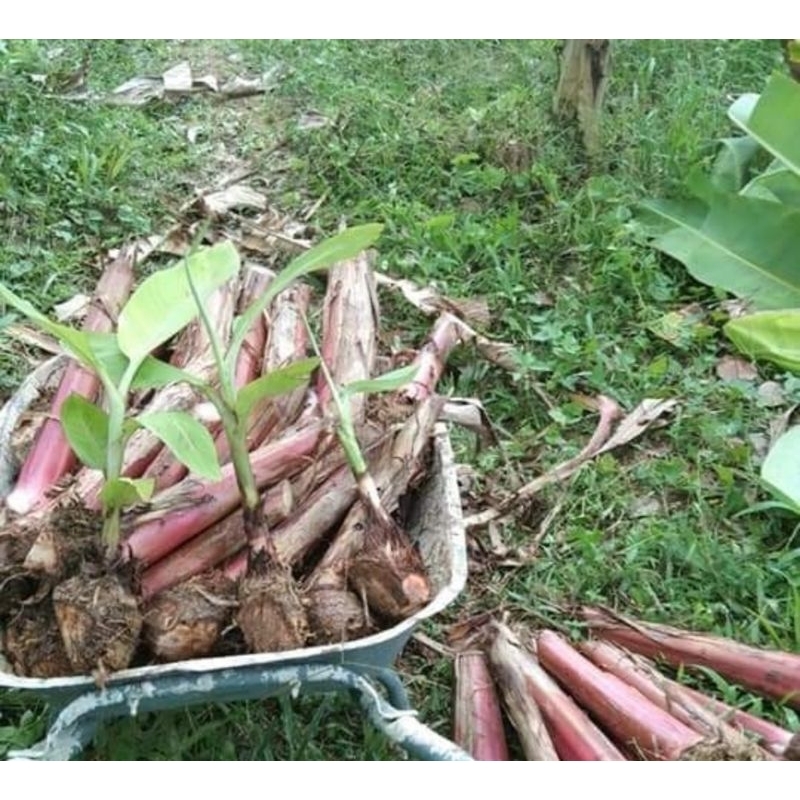 3 POKOK ANAK@SULUR pisang emas/berangan/tanduk/nangka/lemak manis ...