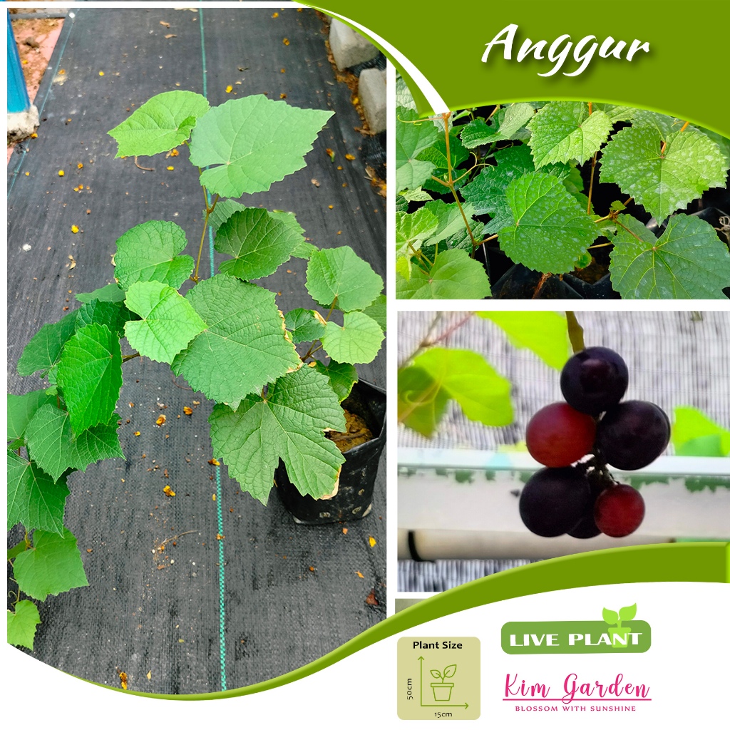🔥(Live Plant) Anak Pokok Anggur Isabella/Pokok tahan lasak🔥 | Shopee ...
