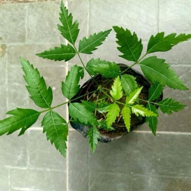 Anak Pokok Semambu/Neem Tree Rawat Cacar Air Chicken Pox Cacing HFMD ...