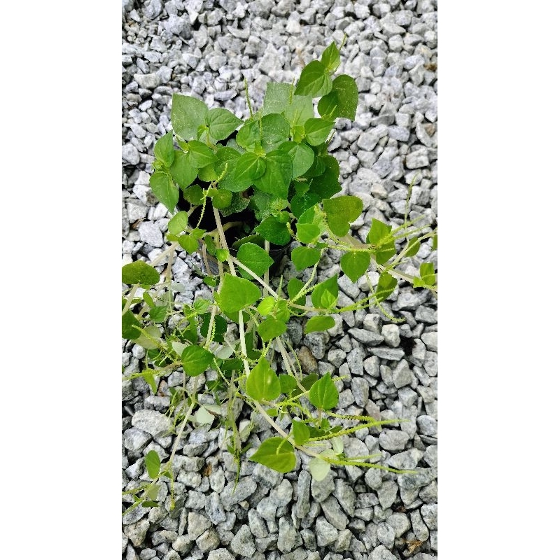 *POKOK HERBA SIREH CINA* | Shopee Malaysia