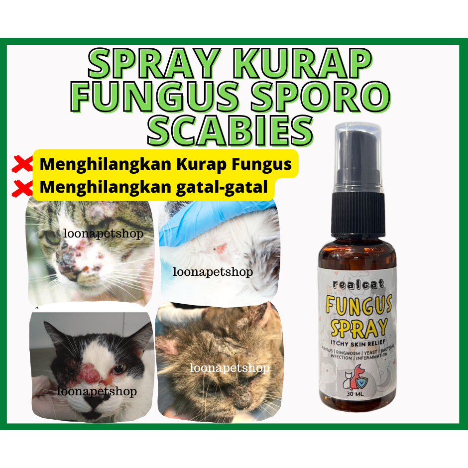 Ubat Kurap Kucing Ubat Fungus Untuk Kucing Ubat Sporo Gatal Ringworm ...