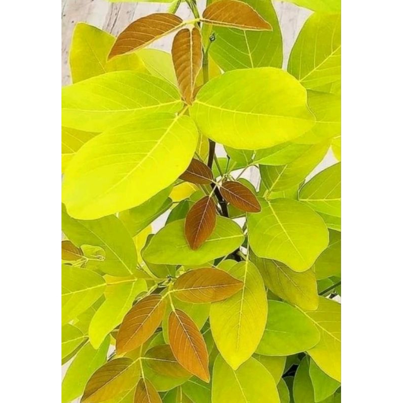 Golden Horse Bush/ Dendrolobium Umbellatum Aurea / Autumn Plant ...