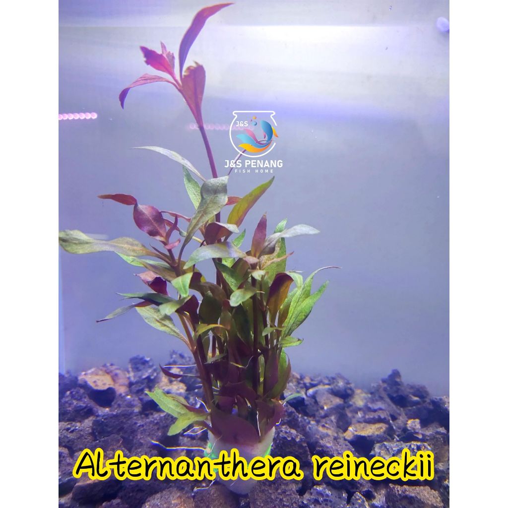 【Ready Stock】Red Water Plants - 1 Bunch of Aquatic Plant - WEST ...