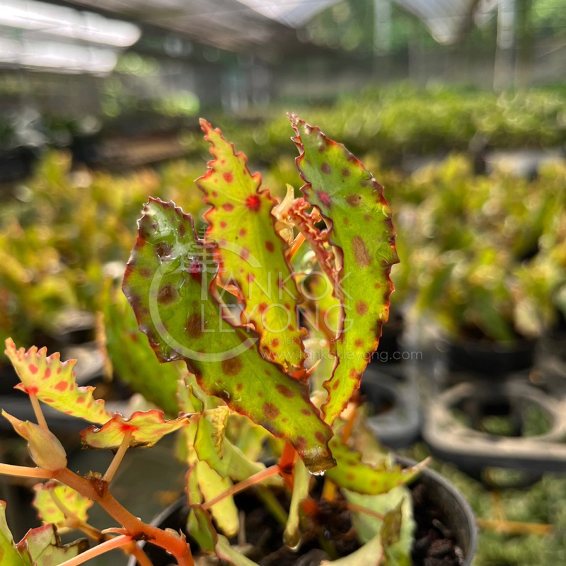 TKL - Begonia Maculata/Masoniana/Amphioxus/Tiger Kitten/Rex Peacock/Rex ...