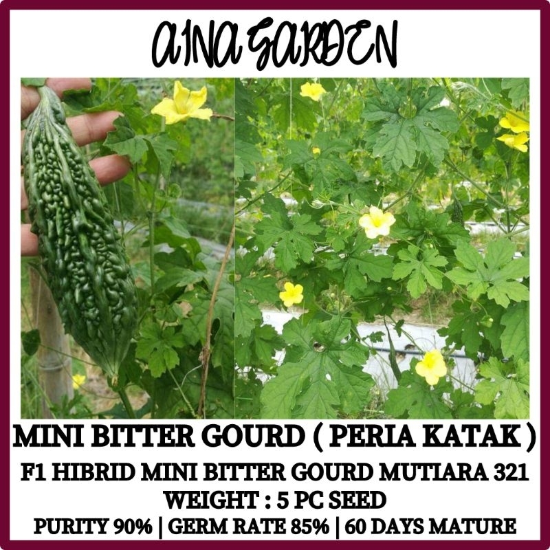 HSK [5pc] PERIA KATAK | MINI BITTER GOURD MUTIARA 321 F1 HIBRID SEED ...