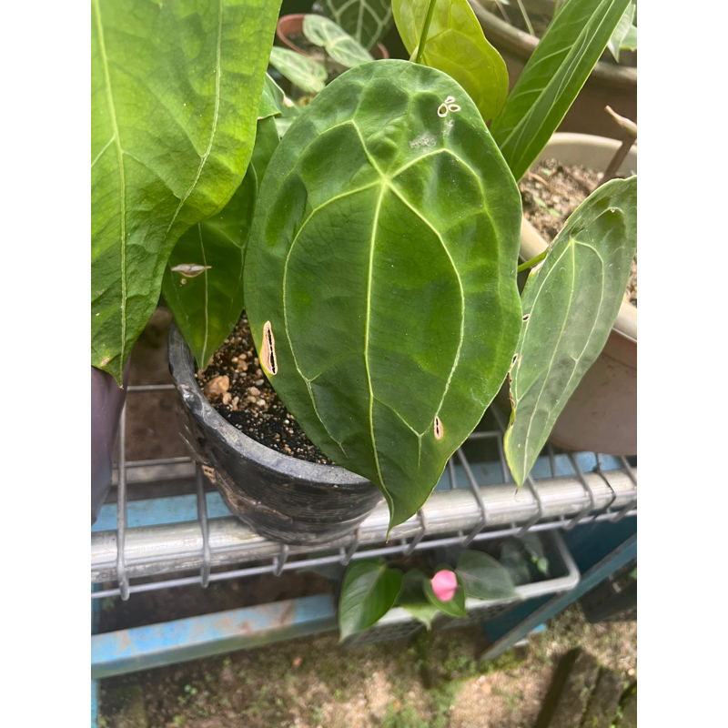Anthurium Forgetti (anak) | Shopee Malaysia