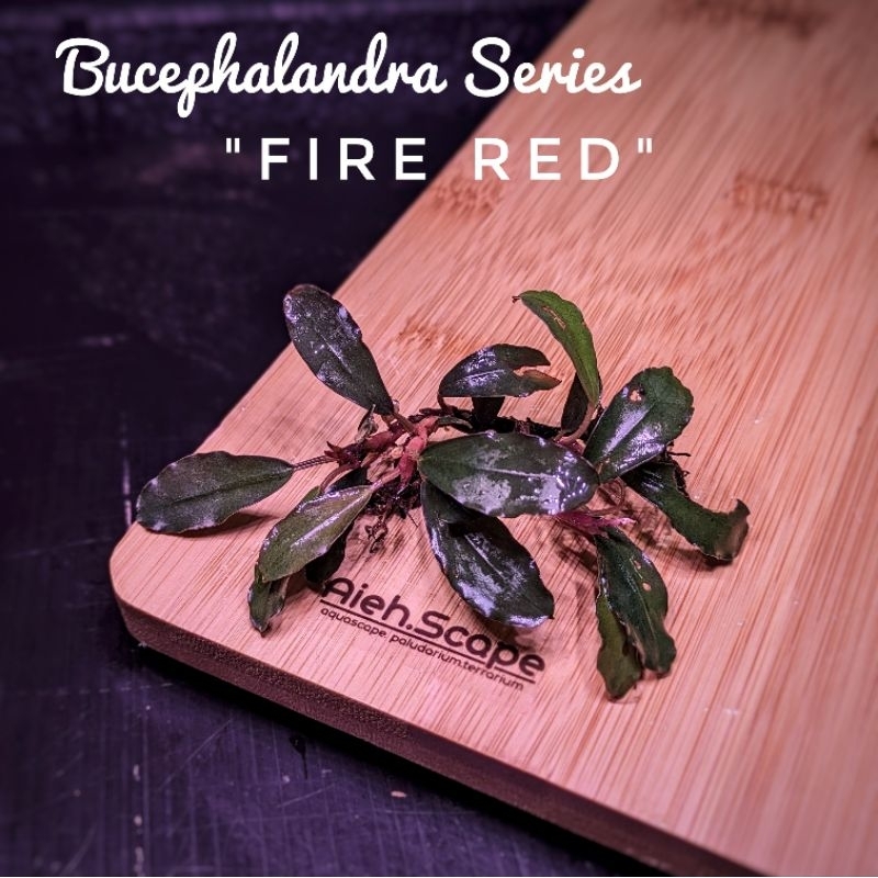 Bucephalandra Sp. Fire Red (stalk) Rare aquatic plant for Aquarium ...