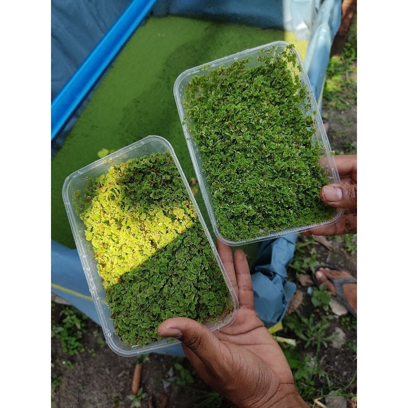 Benih Azolla | High Protein Plants | Shopee Malaysia