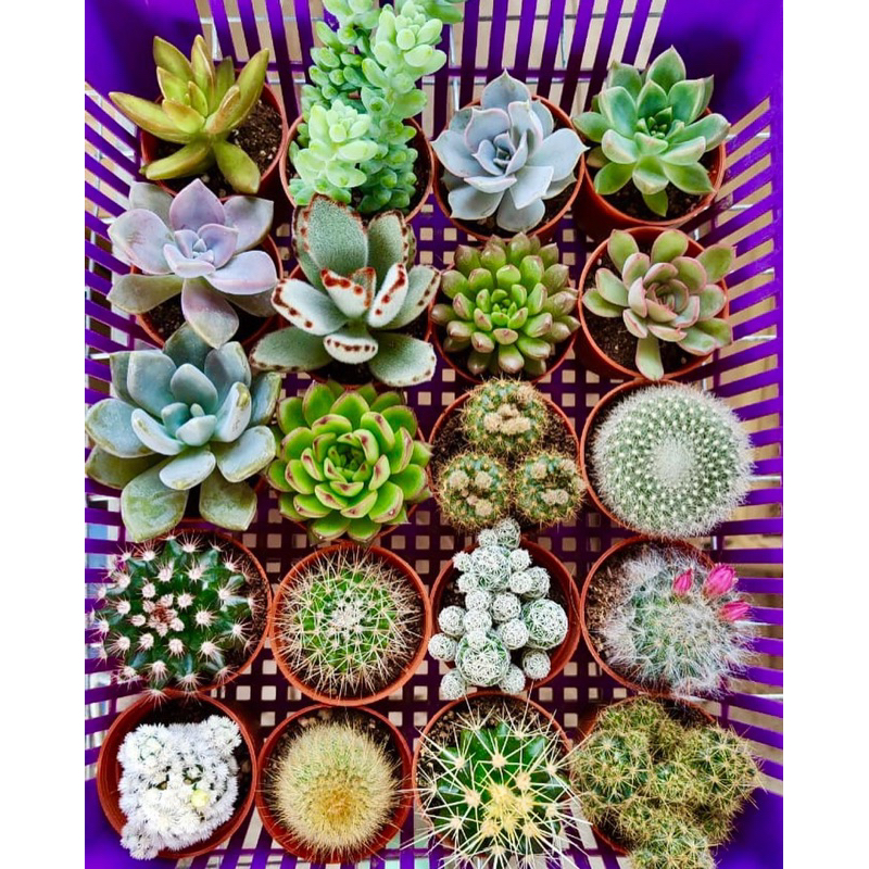 [Buy 3 for RM12] REAL LIFE CACTUS SUCCULENT POKOK HIDUP KAKTUS TANAH ...