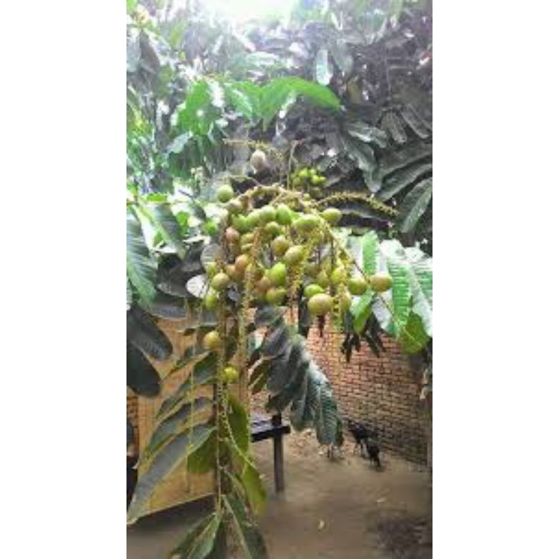 Pokok Istimewa Matoa/Kristal/ 3Rasa | Shopee Malaysia