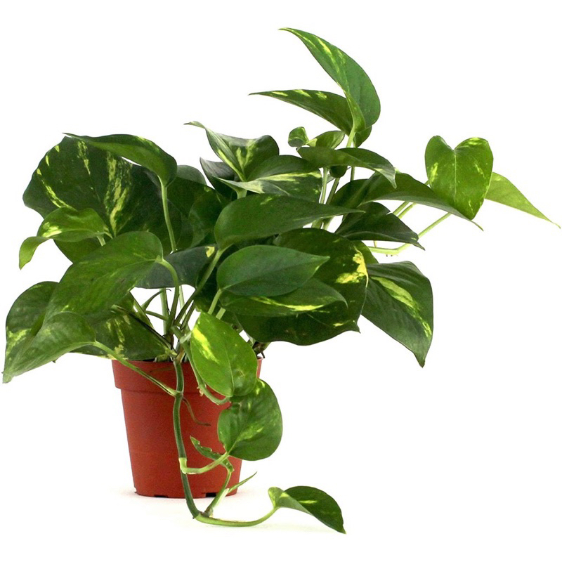 pokok bunga sireh REAL LIVE PLANT MONEY PLANT EPIPREMNUM AUREUM WITH ...
