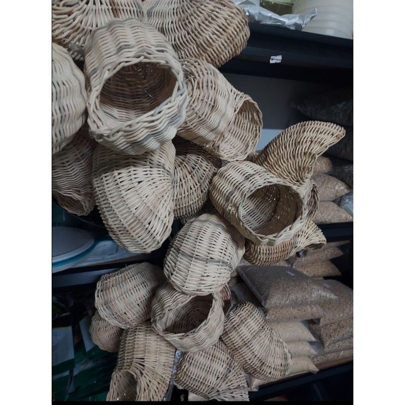 Nest Finch(sarang burung pipit) | Shopee Malaysia